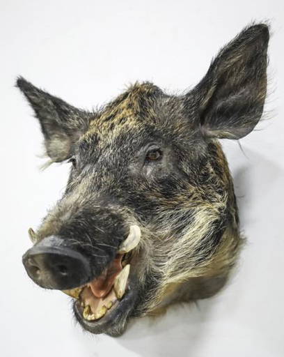 Wild Boar Taxidermy Shoulder Mount