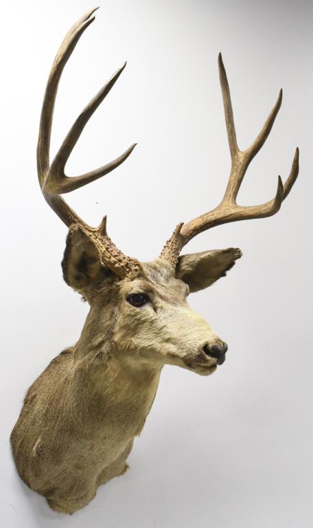 10 Point Mule Deer Shoulder Mount