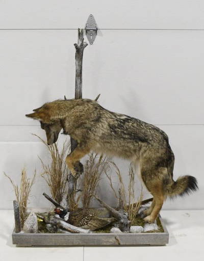 Full Body Coyote w/ Ring Neck Pheasant Taxidermy (#1008) on Jan 08 ...