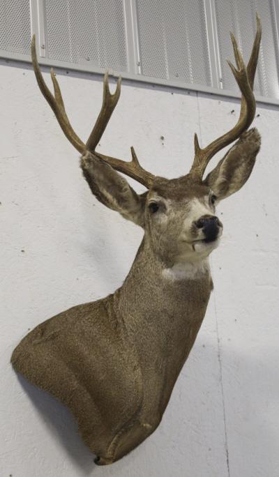 10-Point Mule Deer Taxidermy Shoulder Mount (#1032) on Jan 08, 2023 ...
