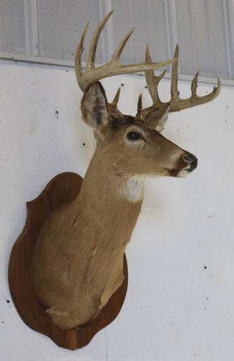 11-Point Whitetail Deer Taxidermy Shoulder Mount (#1041) on Jan 08 ...