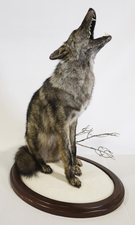Howling Coyote Full Body Taxidermy Mount (#1045) on Jan 08, 2023 ...