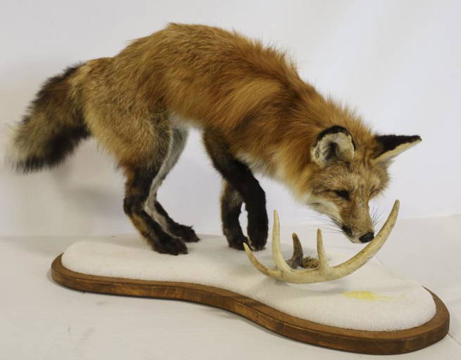 Red Fox Full Body Taxidermy Mount (#1051) on Jan 08, 2023 | Kraft ...