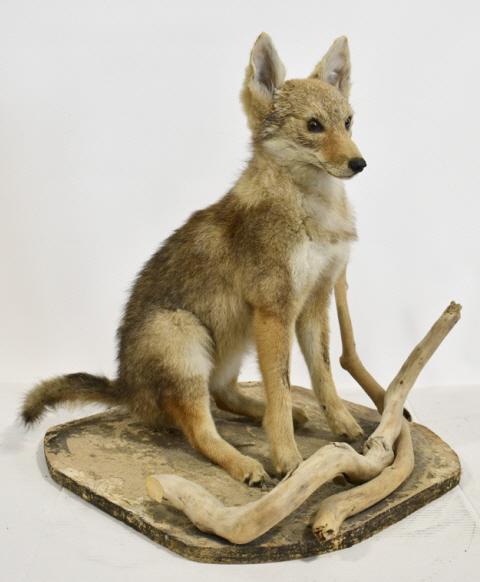 Coyote Full Body Taxidermy Mount (#1069) on Jan 08, 2023 | Kraft ...