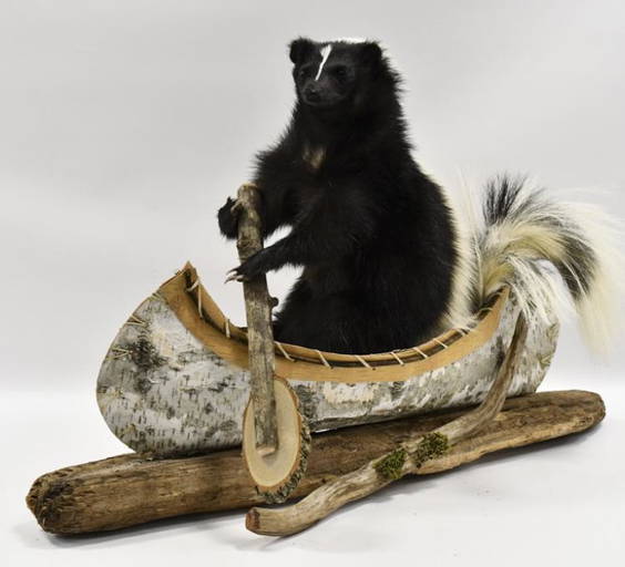 Full Body Skunk Taxidermy Mount In Birchwood Canoe