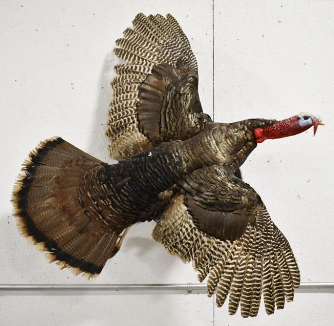 Full Body Flying Turkey Taxidermy Wall Mount (#1361) on Jan 08, 2023 ...