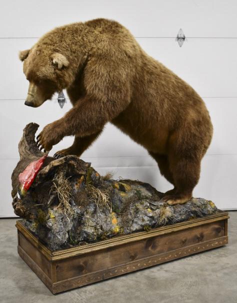 Large Full Body Grizzly Bear Taxidermy Mount