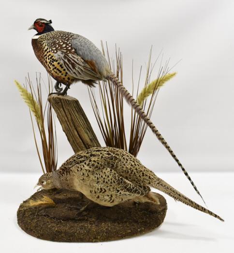 Full Body Male & Female Ringneck Pheasant Display (#1373) on Jan 08 ...