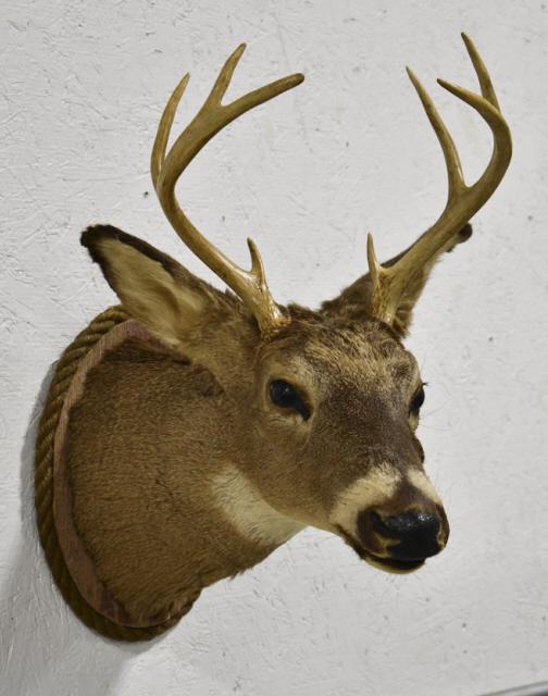 8-Point Whitetail Deer Taxidermy Shoulder Mount (#1729) on Apr 15, 2023 ...