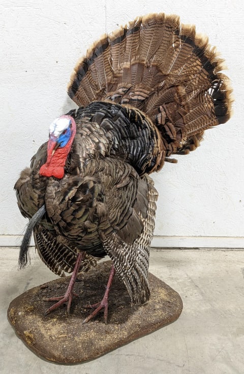 Strutting Tom Turkey Full Body Mount W/ Base Auction