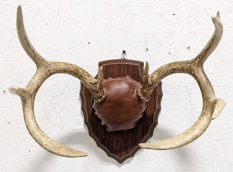 8-point Whitetail Deer Rack On Arrow Head Plaque Auction