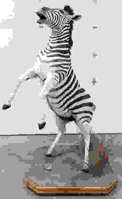 Fantastic Full Body Zebra Mount On Habitat Base Auction