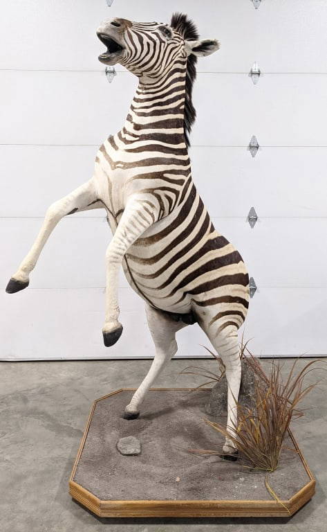 Fantastic Full Body Zebra Mount On Habitat Base Auction