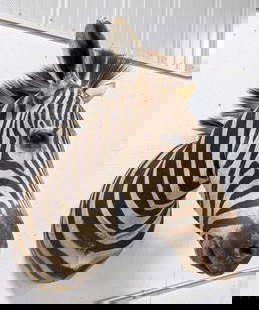 Fantastic Full Body Zebra Mount On Habitat Base Auction