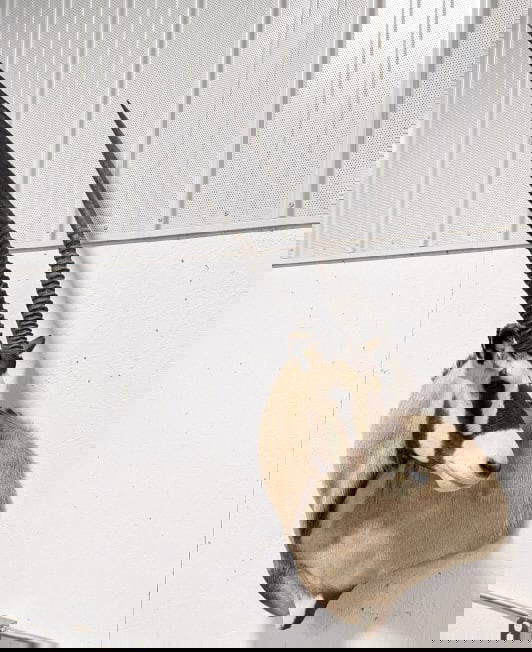 Arabian Oryx Taxidermy Shoulder Mount Auction