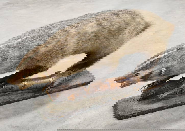 Full Body Badger Mount Walking On A Log