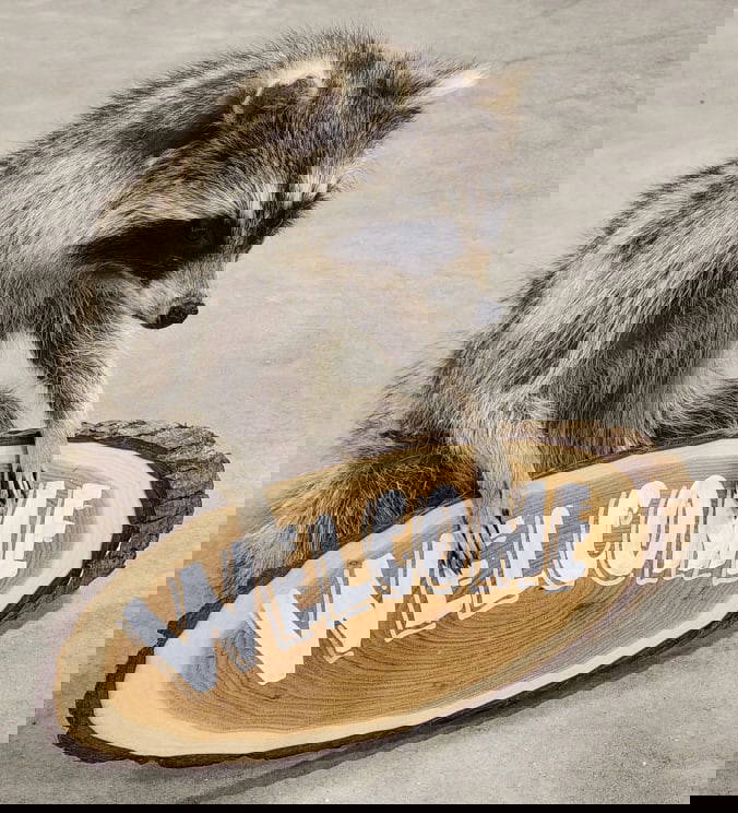 Sitting Racoon Full Body Mount W/ Welcome Sign Auction