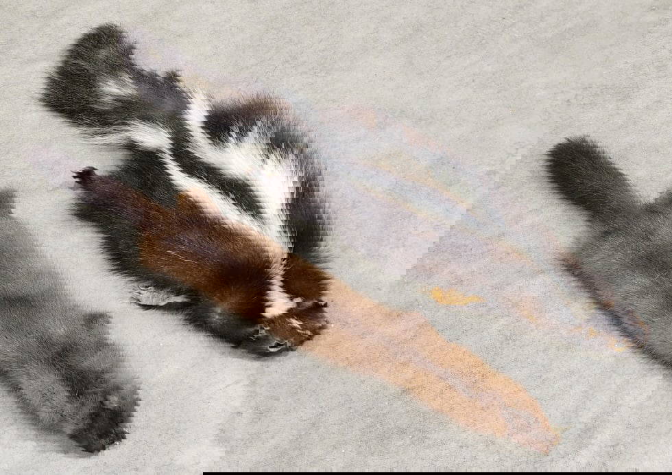 Soft Tanned Skunk And Mink Pelts Auction