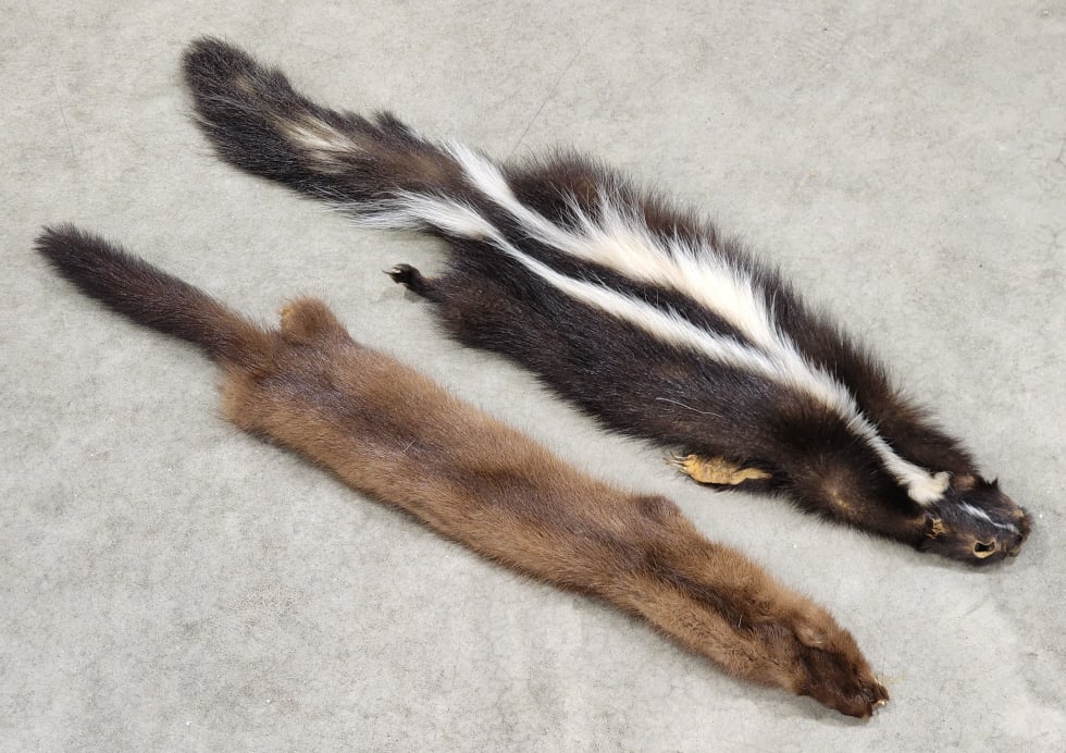 Soft Tanned Skunk And Mink Pelts Auction