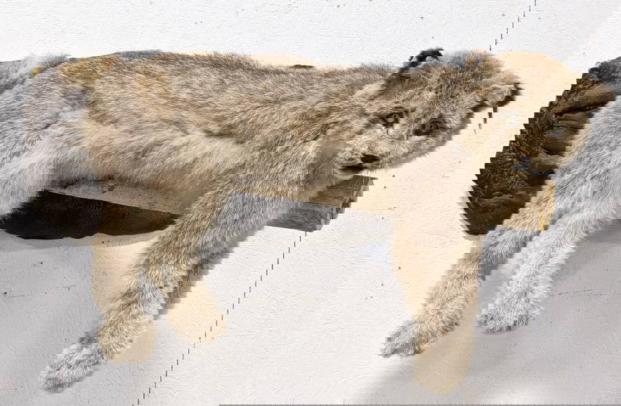 Full Body Resting Lynx Taxidermy Wall Mount Auction
