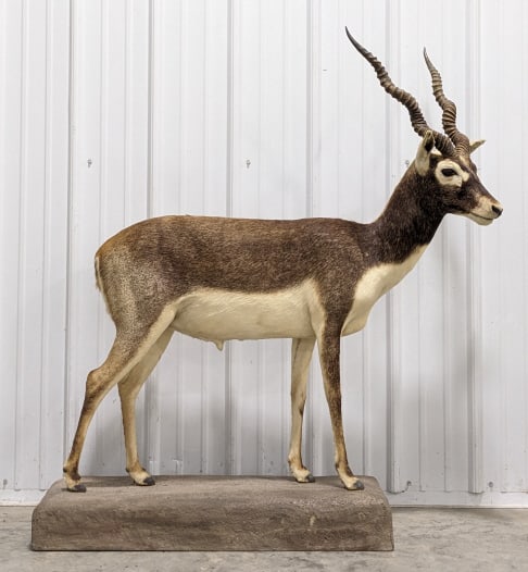 Black Buck Full Body Taxidermy Mount