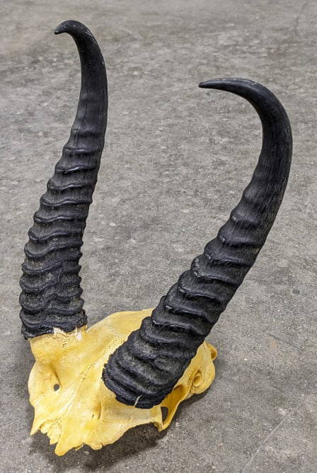 African Gerenuk Antelope Skull Mount Auction