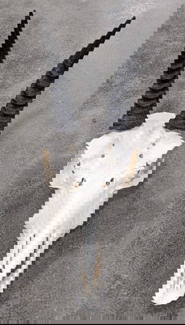 Small Reedbuck Antelope Skull Mount Auction