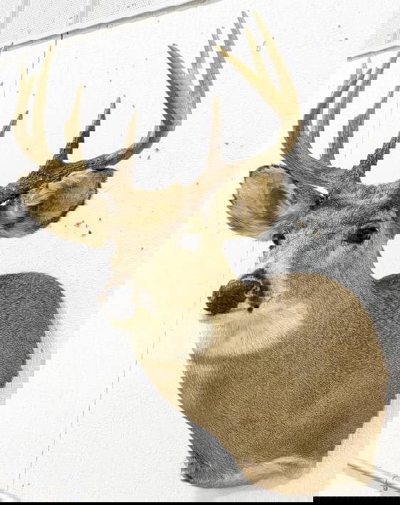 10-point Whitetail Deer Shoulder Mount Taxidermy Auction