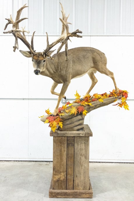 Non-typical Whitetail Deer Full Body Mount On Base Auction