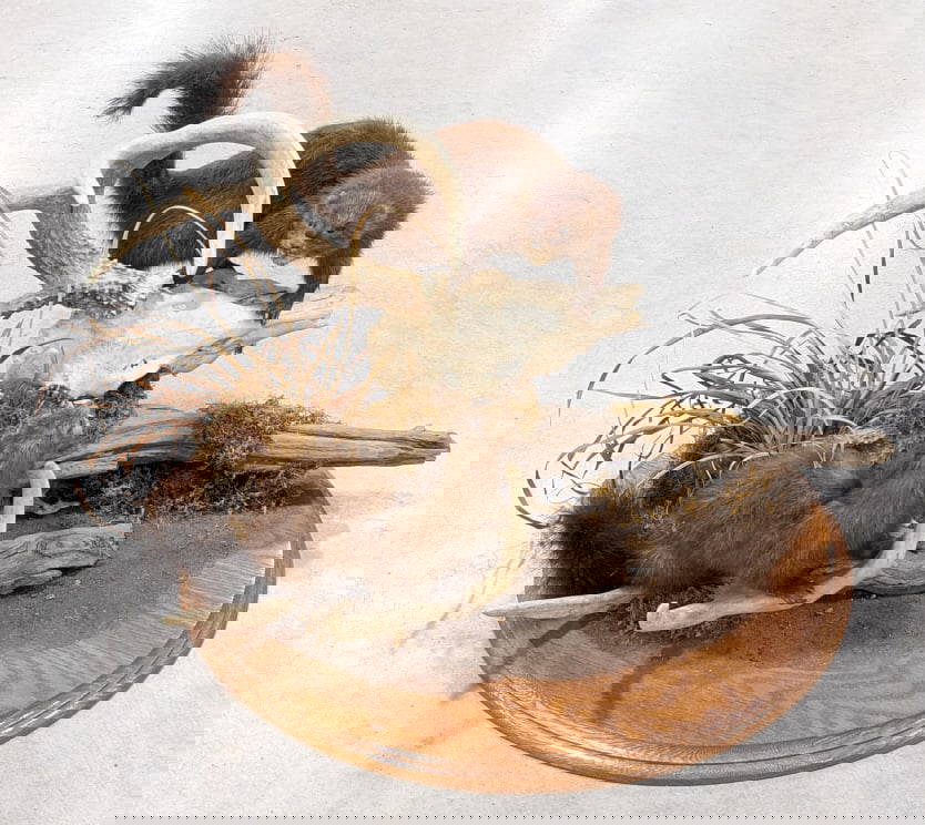 Mink Duo Full Body Taxidermy On Habitat Base Auction