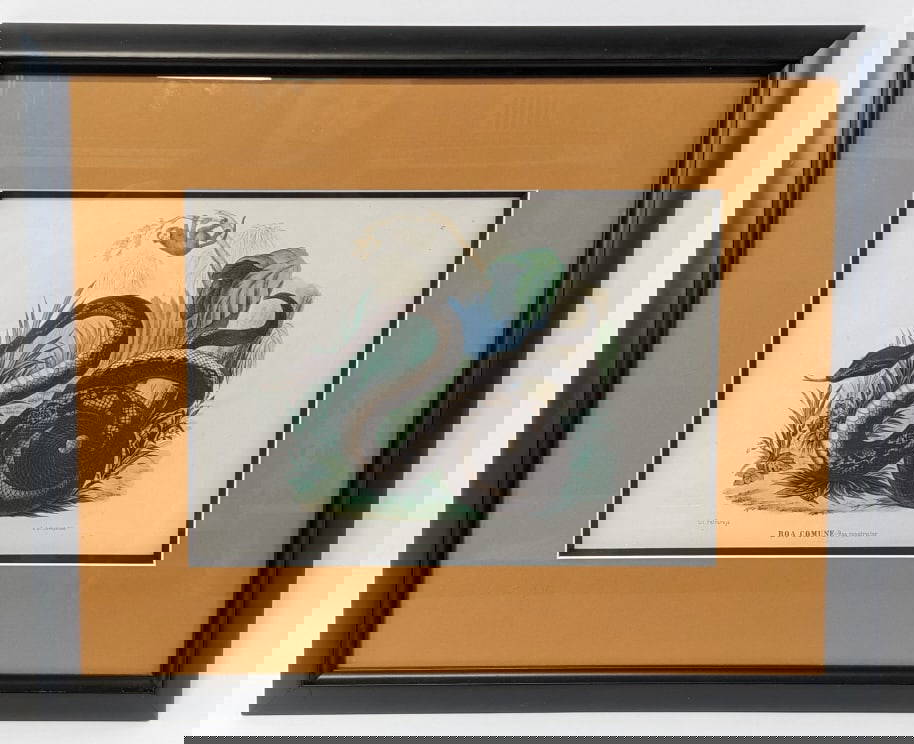 1860's "boa" Hand-colored Framed Lithograph Auction