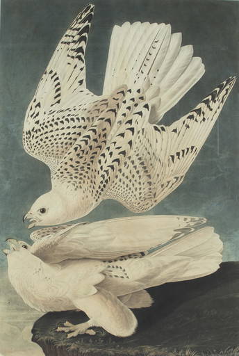 John James Audubon (1785 1851), Iceland, Or Jer Falcon