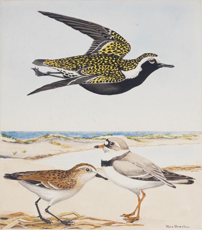 Rex Brasher (1869 1960), Two Watercolors