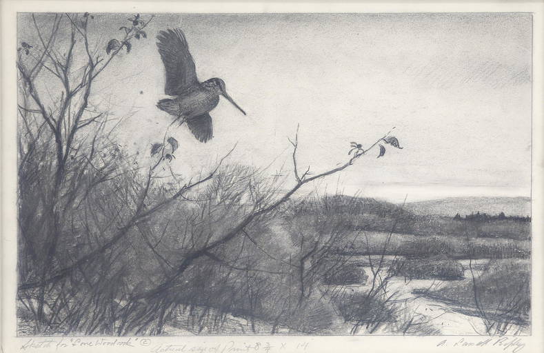Aiden Lassell Ripley (1896 1969), Drawing For Lone Woodcock
