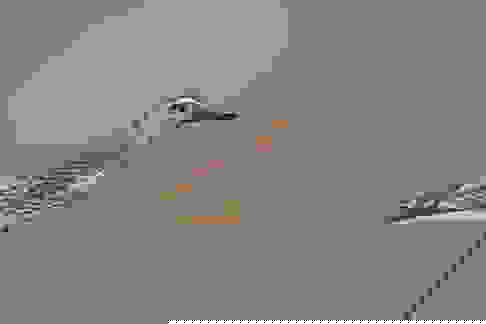 Sandpiper By David B. Ward (1947-2020) Auction