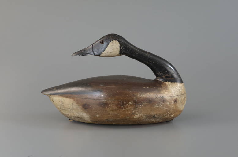 The Gray Rig Preening Goose