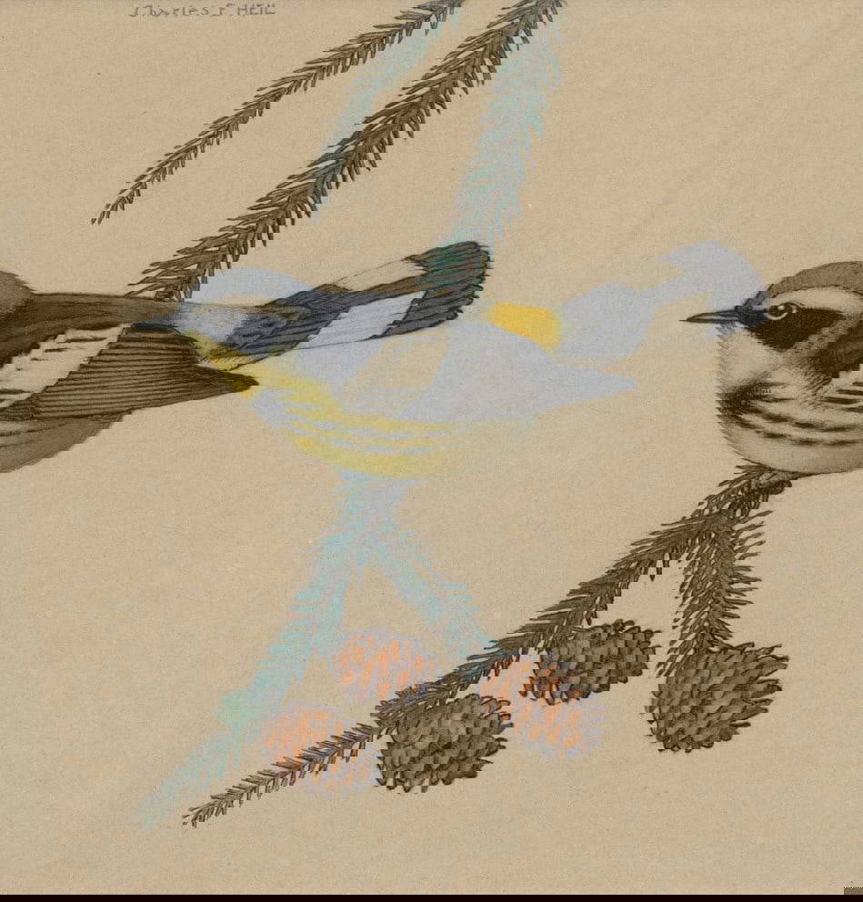 Charles Emile Heil (1870-1950), Magnolia Warbler Auction