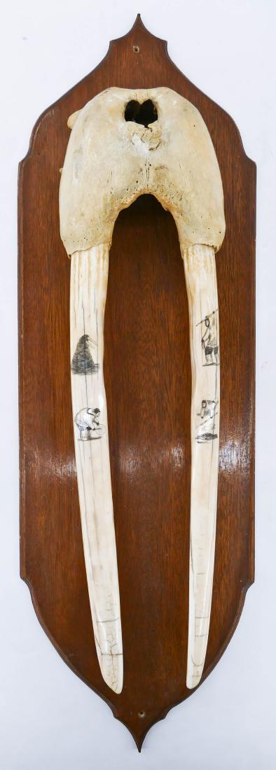 Alaskan Scrimshawed Walrus Taxidermy Wall Mount
