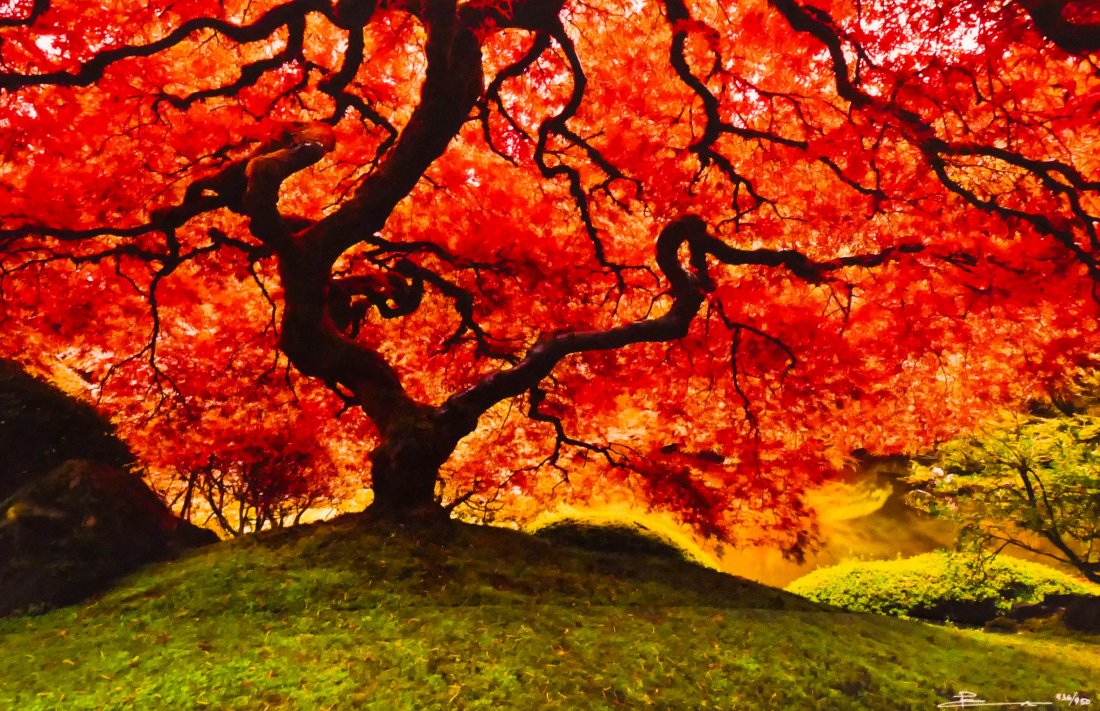 Peter Lik "tree Of Life" (oregon) Color Photograph