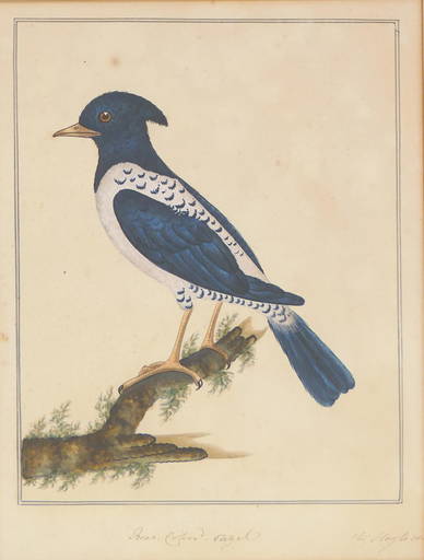 Charles Hayes (1772-1826 United Kingdom) 'Rose Colored Ouzel' Bird ...