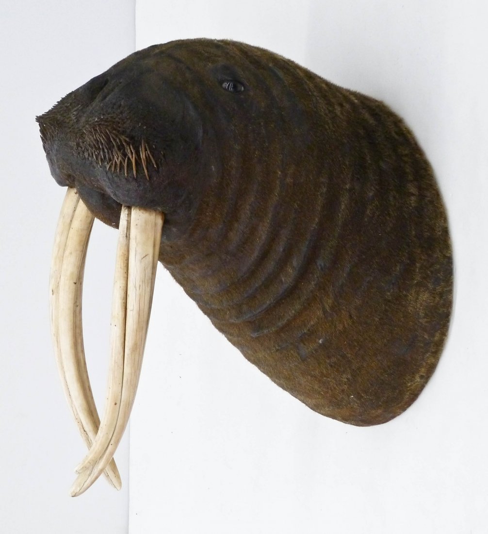 A Rare Four Tusk Walrus Mounted Taxidermy Head from