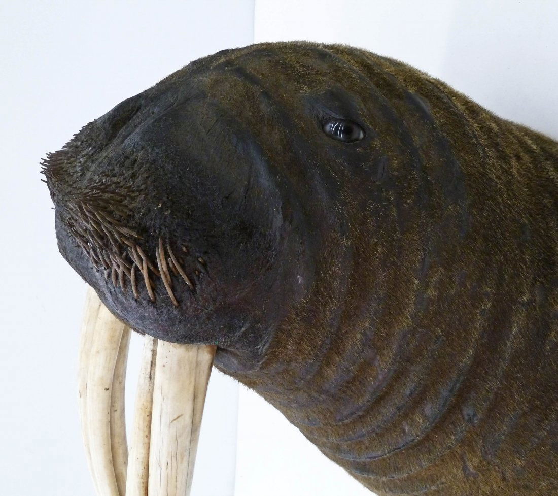 A Rare Four Tusk Walrus Mounted Taxidermy Head from