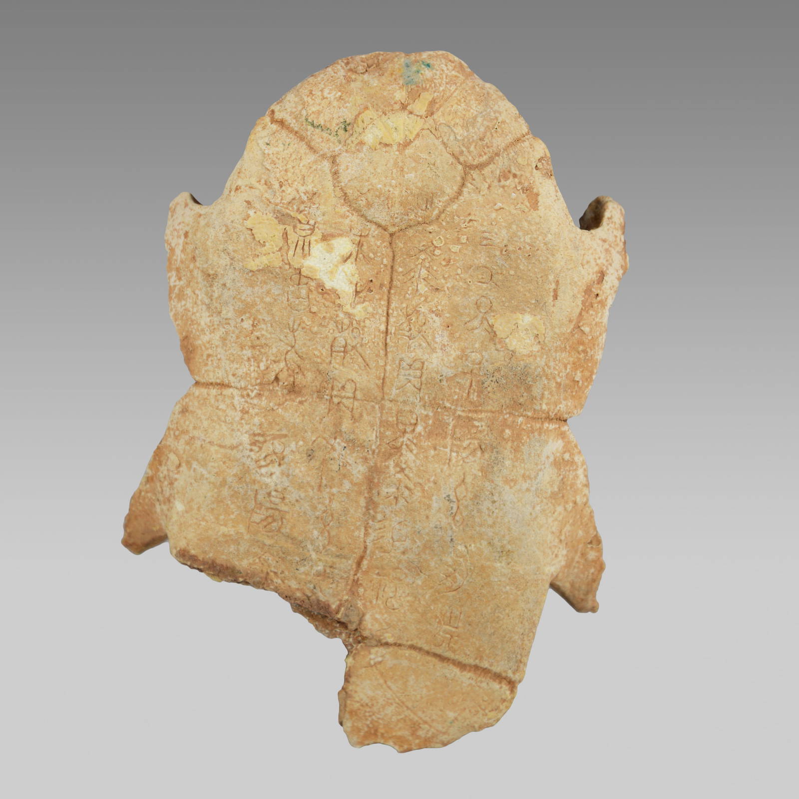 Shang Dynasty Shell for Sale at Auction