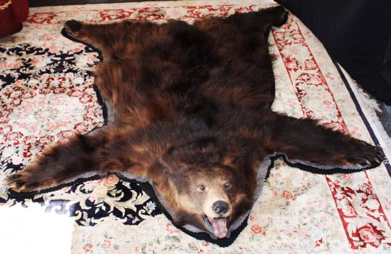 Genuine Taxidermy, Grizzly Bear Skin Rug.58"W x 63 - Aug 03, 2013 | Los ...