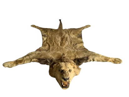 Vintage Male African Lion Skin Taxidermy Rug W Head