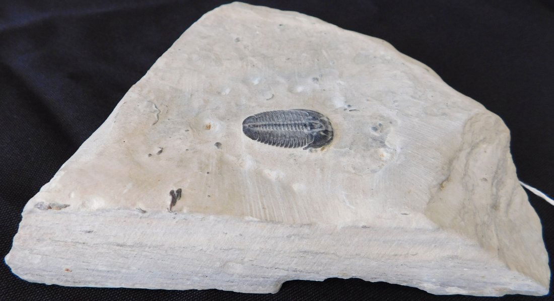 Museum Quality Cast of Trilobite