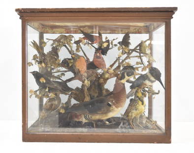 Antique Victorian Bird Diorama.