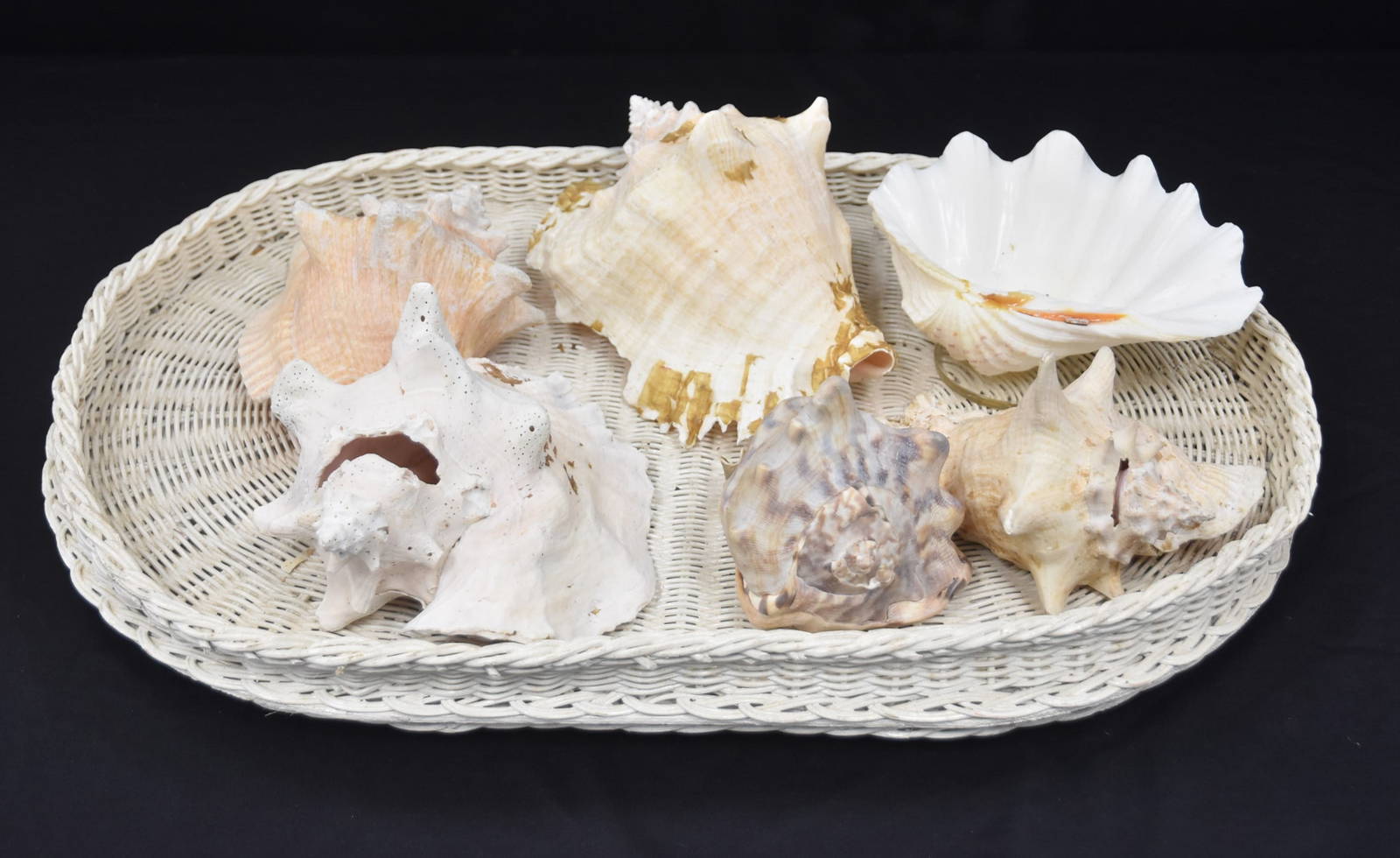 (6) Assorted Conch & Sea Shells Auction