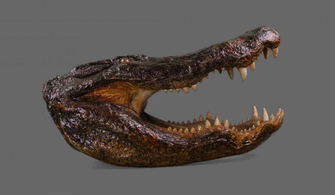 American Alligator Head mount. A very impressive size.