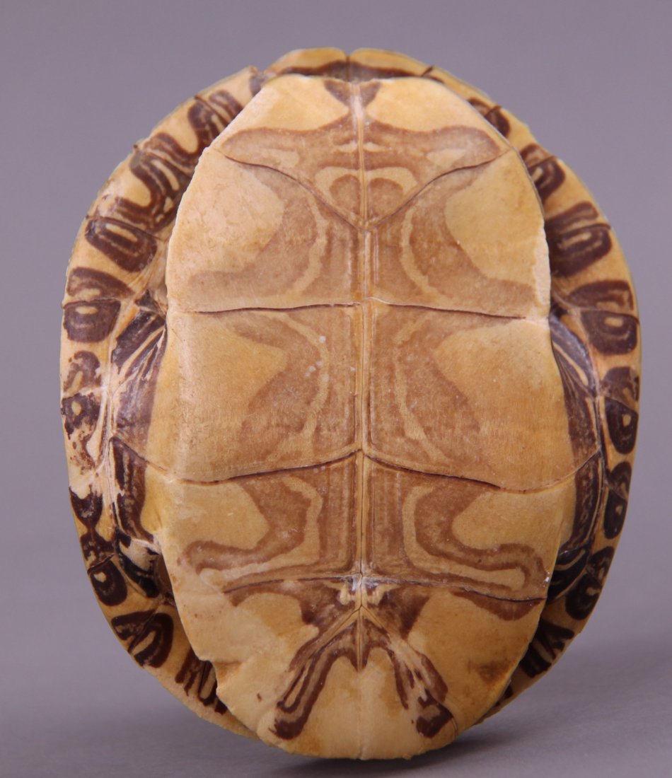 Native American hand painted turtle shell of Bald - Oct 07, 2014 ...